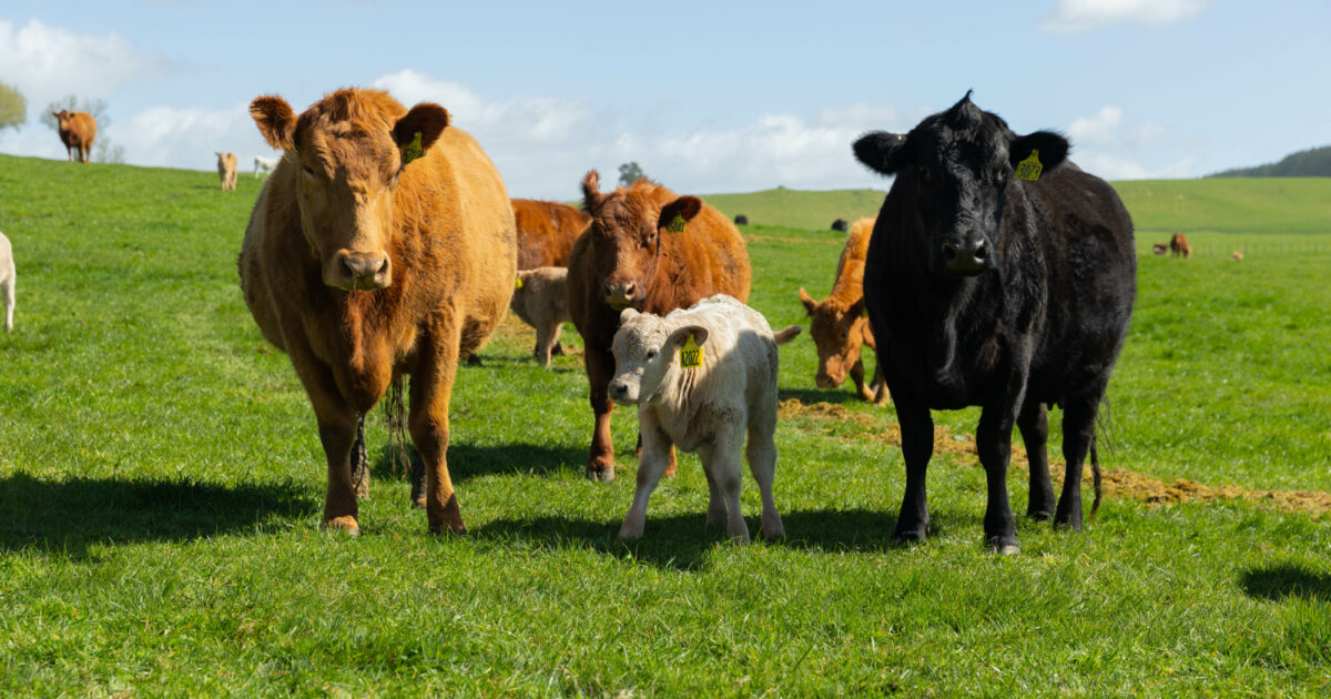 Dairy Beef: the Integrated Future of Farming • Pamu New Zealand