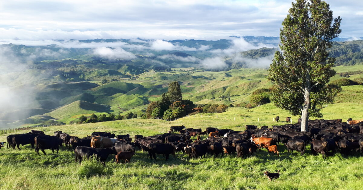 Pāmu Landcorp Farming Limited full-year results for the year ended 30 ...