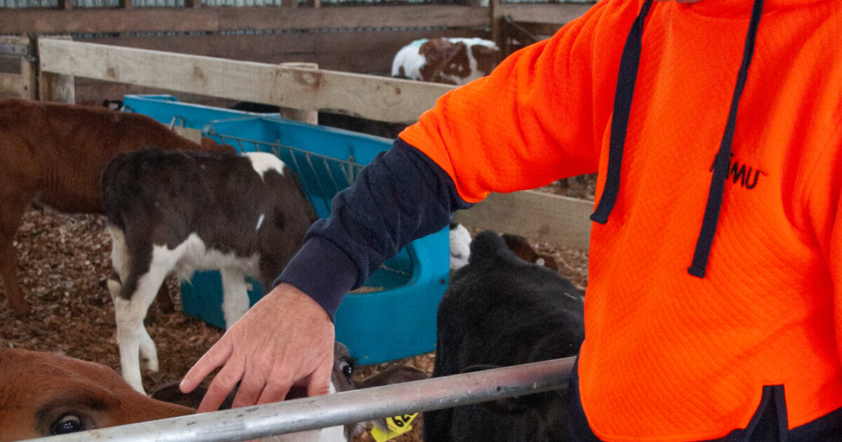 Open Farm Day at Weka to share dairy beef opportunities for farmers ...