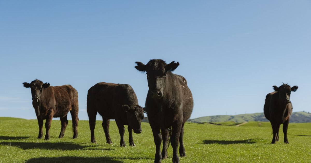 Pāmu lifts forecast earnings • Pāmu Landcorp Farming Limited