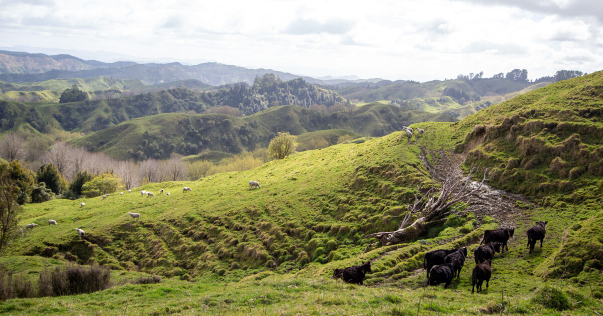 Pāmu Welcomes Three New Directors to its Board • Pāmu Landcorp Farming ...