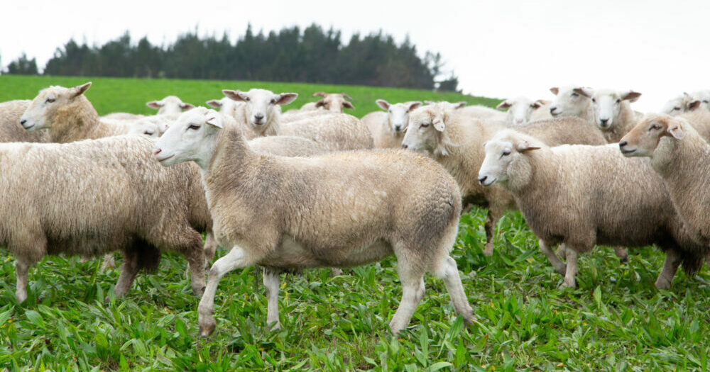 ‘Sheep of the Future’ transformational for NZ sheep farming • Pamu New ...