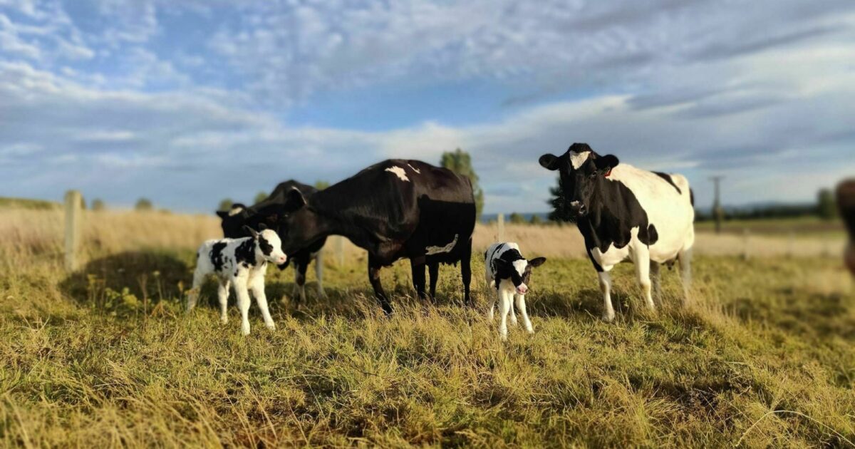Meet Trinity Jackson – There for her cows • Pāmu Landcorp Farming Limited