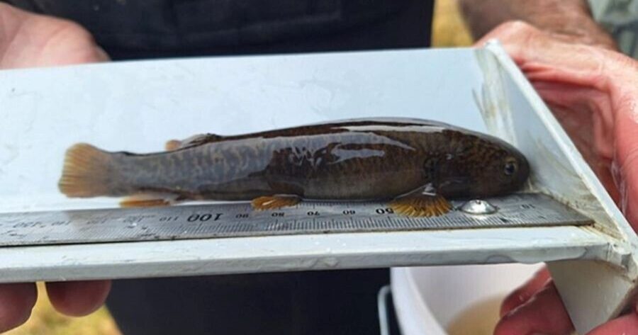 Discovering Otago’s Oldest Dusky Galaxiid at Waipori Station • Pamu New ...