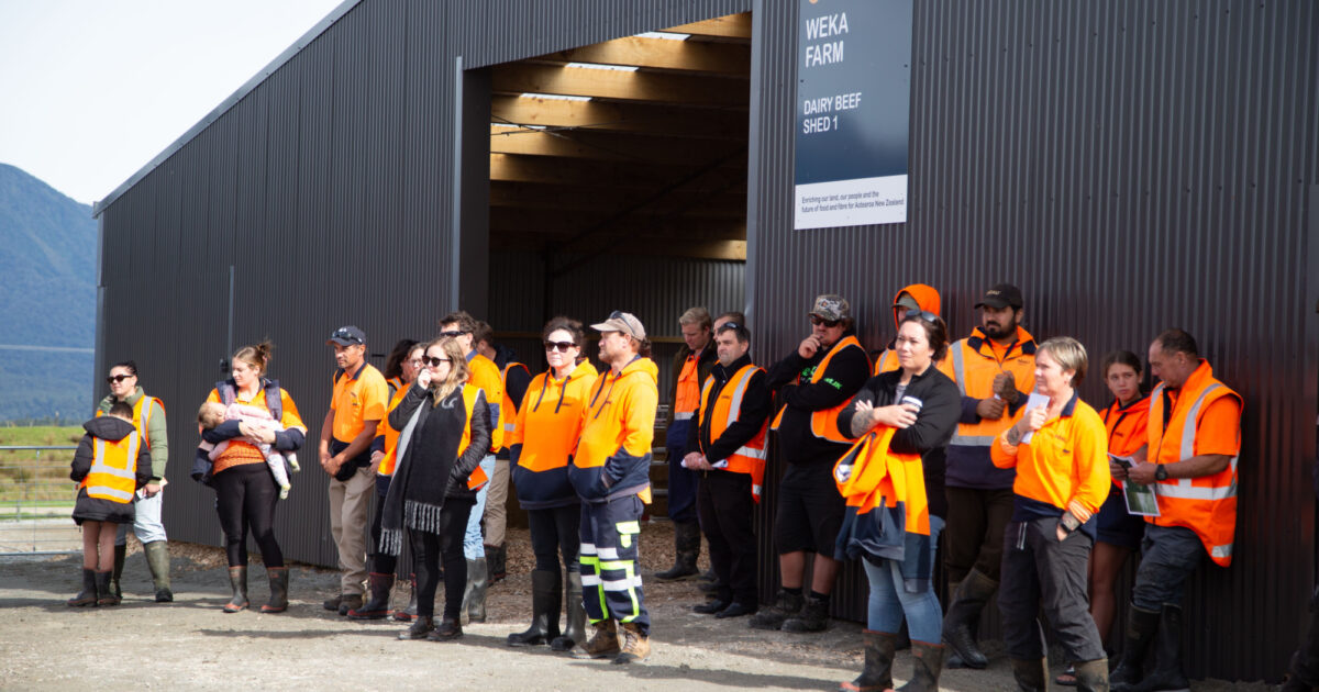 Touring the calf shed conversions at Weka • Pāmu Landcorp Farming Limited